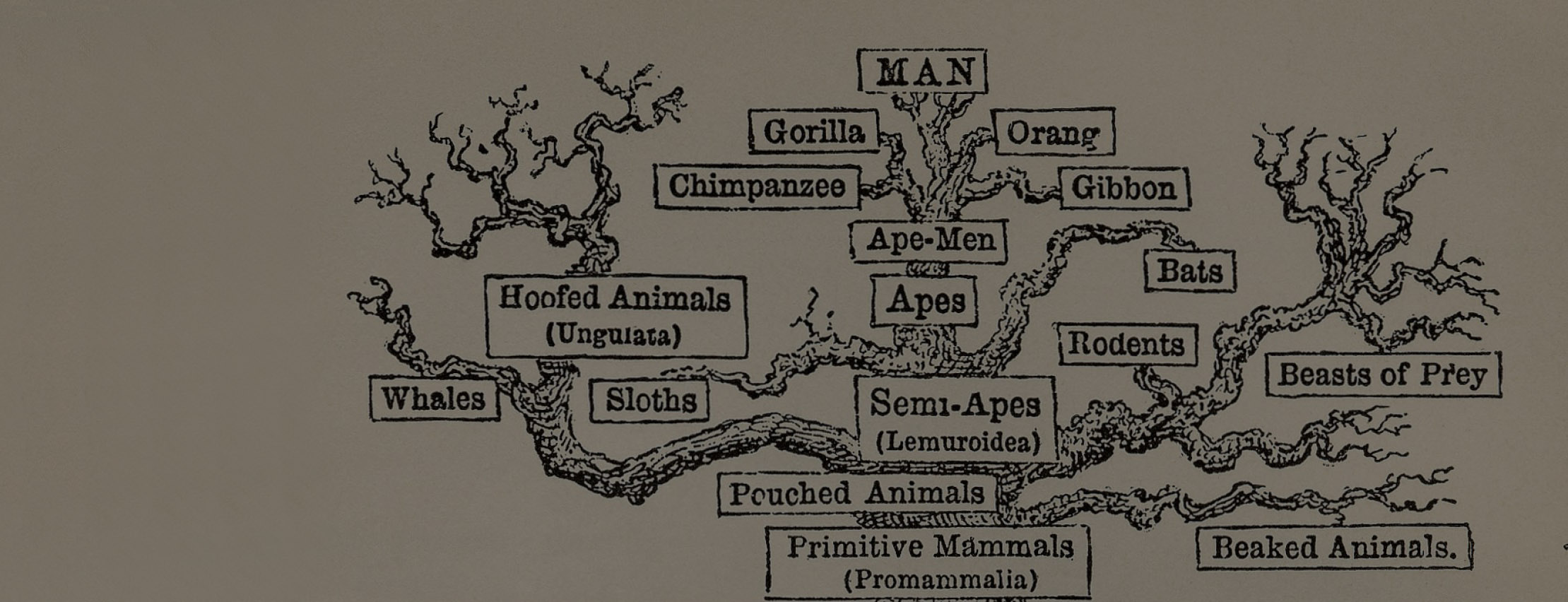 space-Tree_of_life_by_Haeckel – Understanding Psychological Differences ...